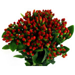 Lilys Enterprises » HYPERICUM